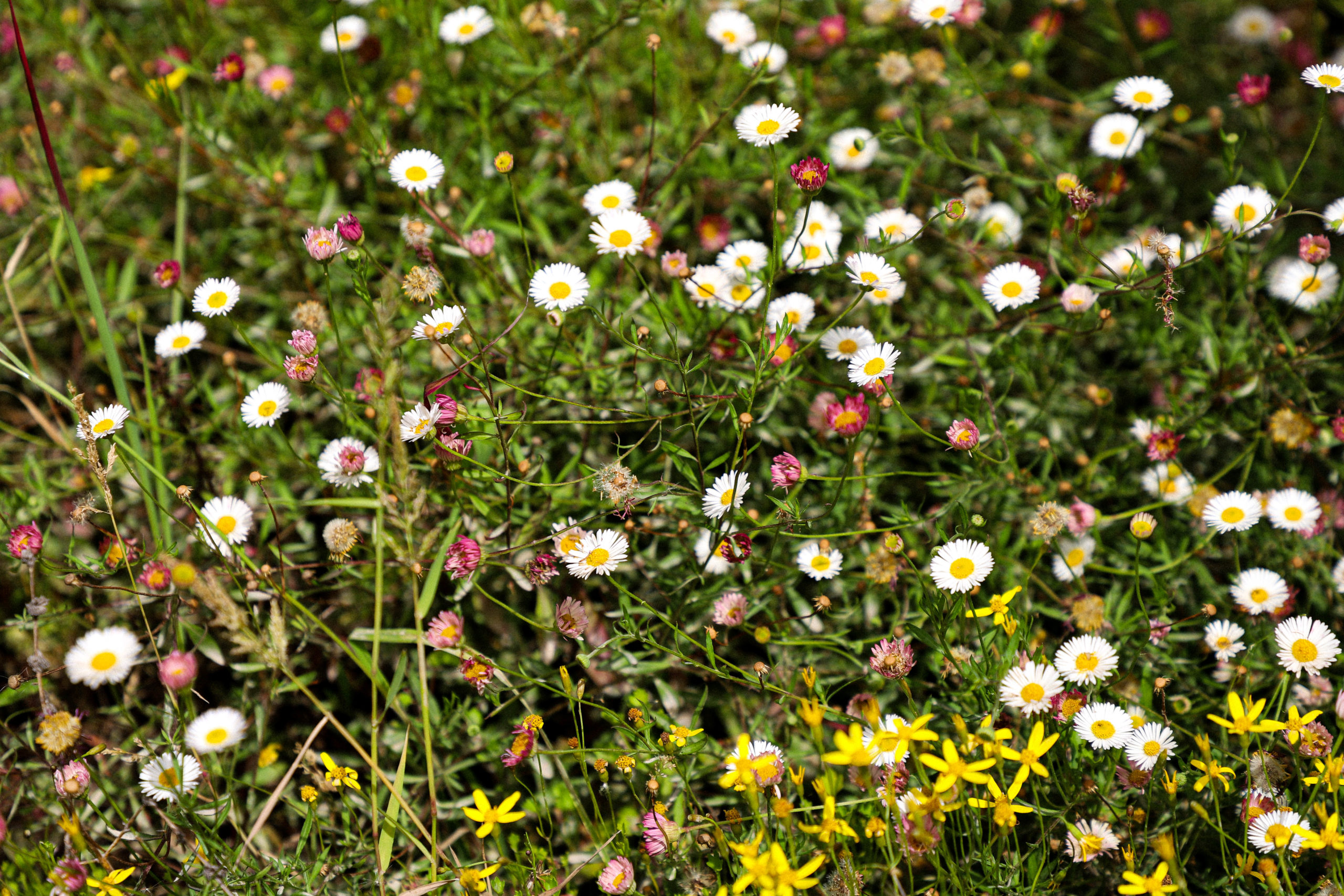 Experiencias de Turismo Rural en Mostazal – Corporación Cultural Mostazal