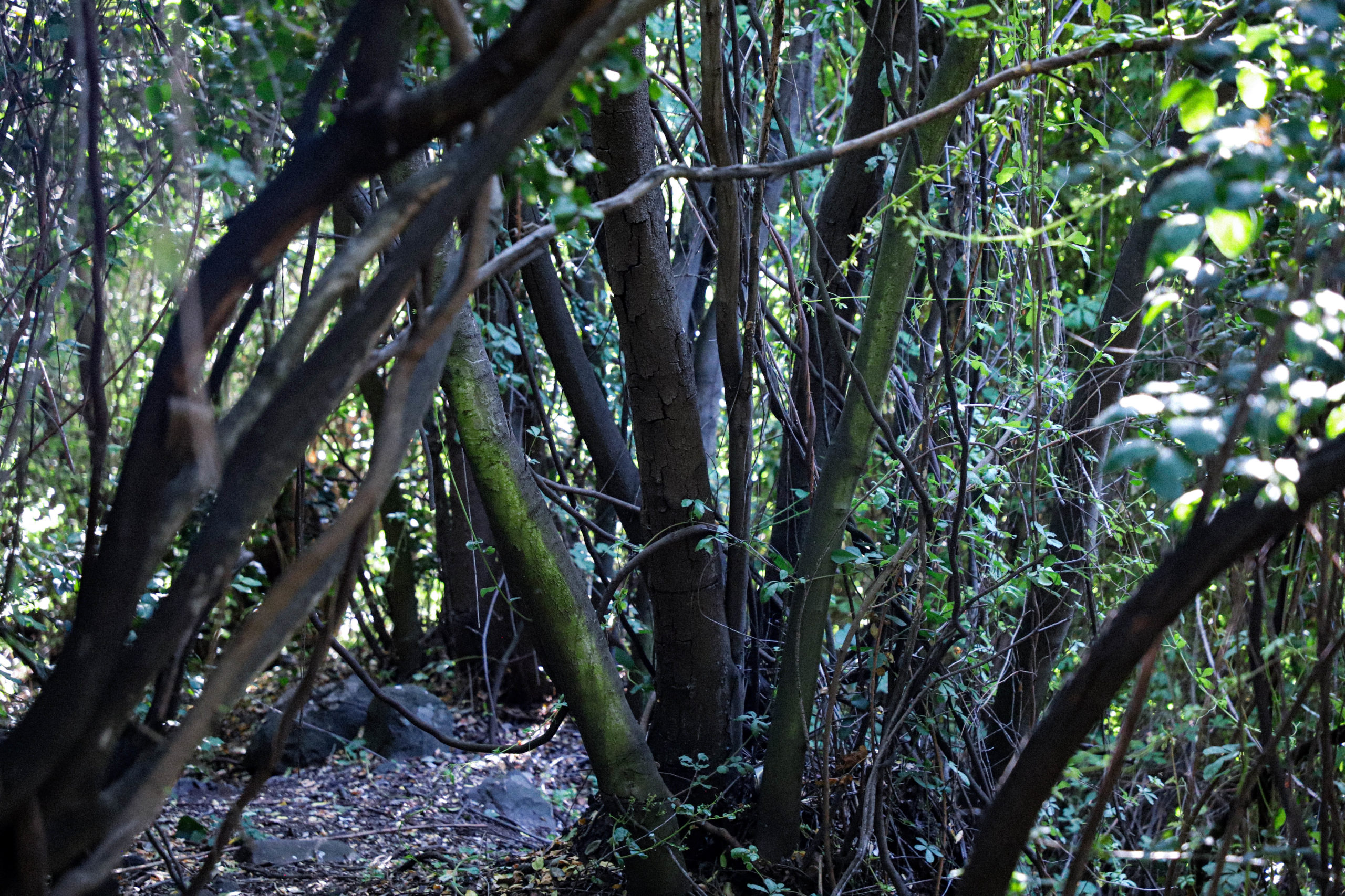 Experiencias de Turismo Rural en Mostazal – Corporación Cultural Mostazal