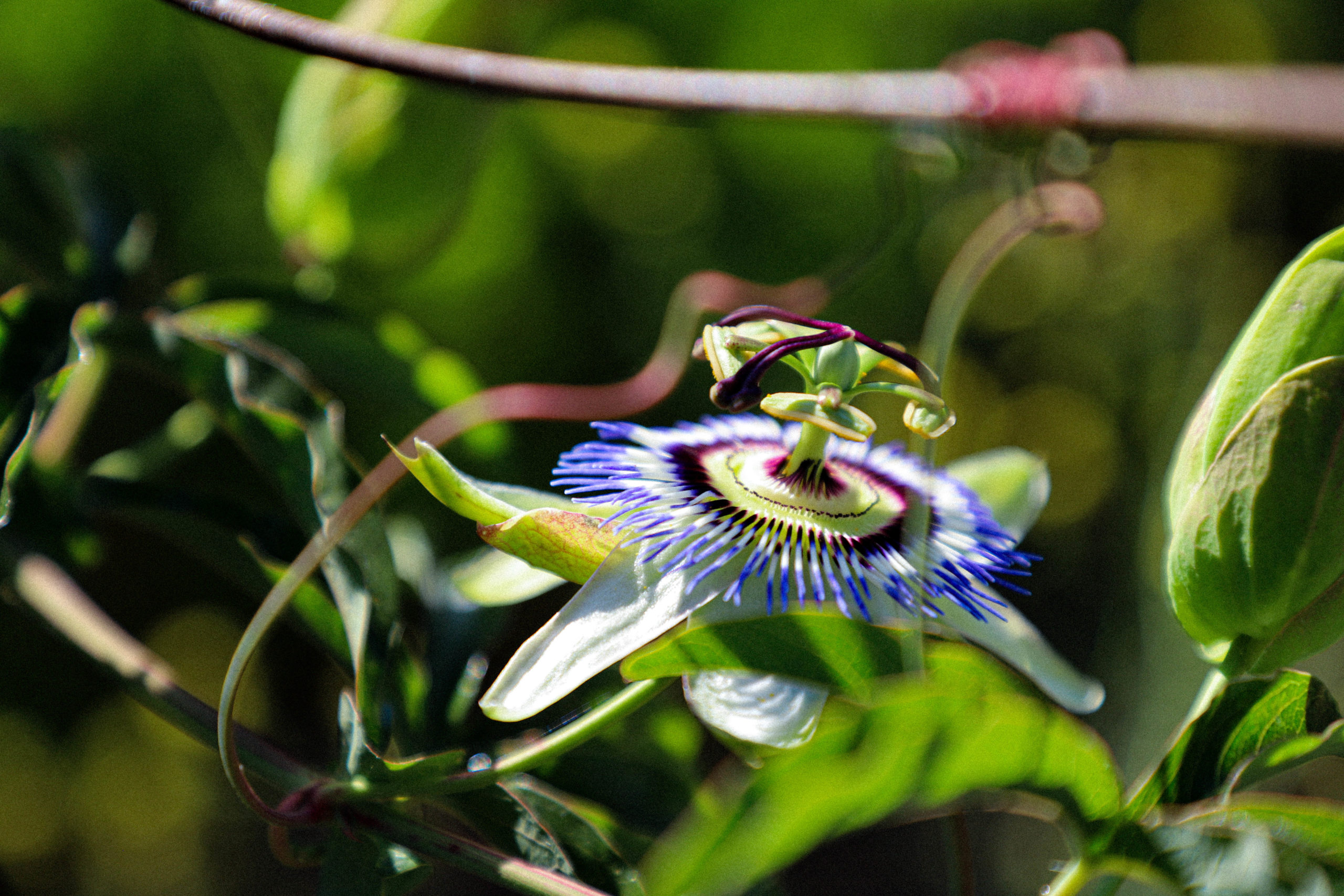 Experiencias de Turismo Rural en Mostazal – Corporación Cultural Mostazal